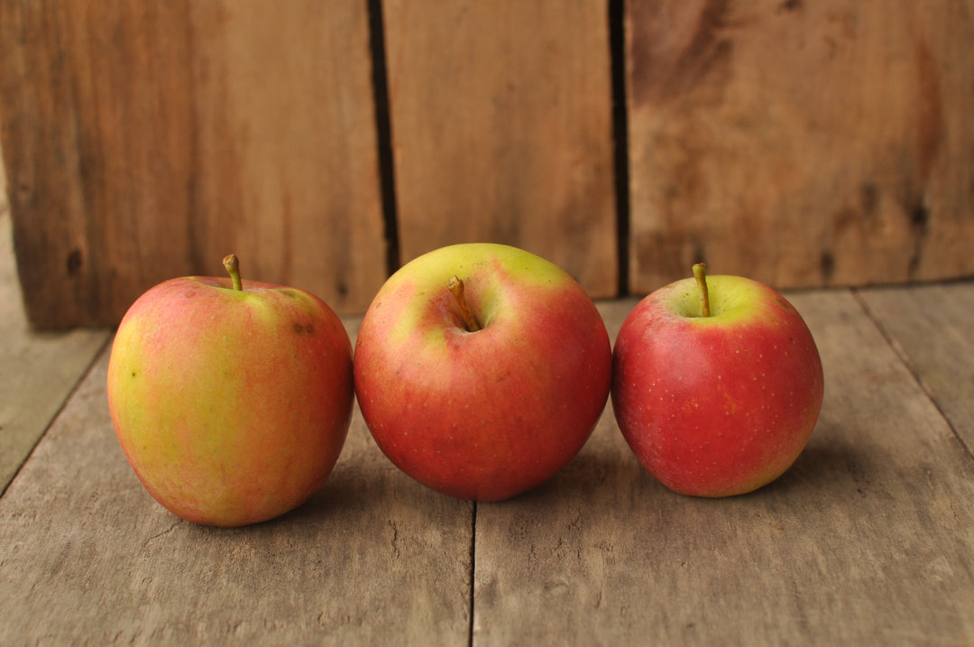Vintage Virginia Apples