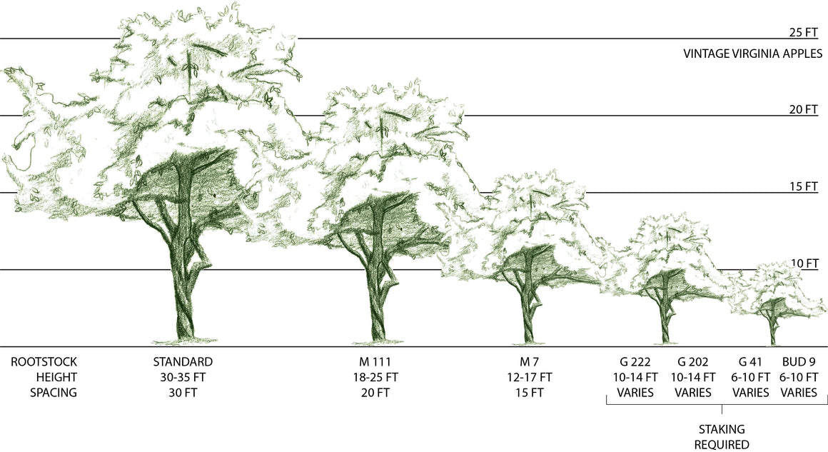 Products – Vintage Virginia Apples